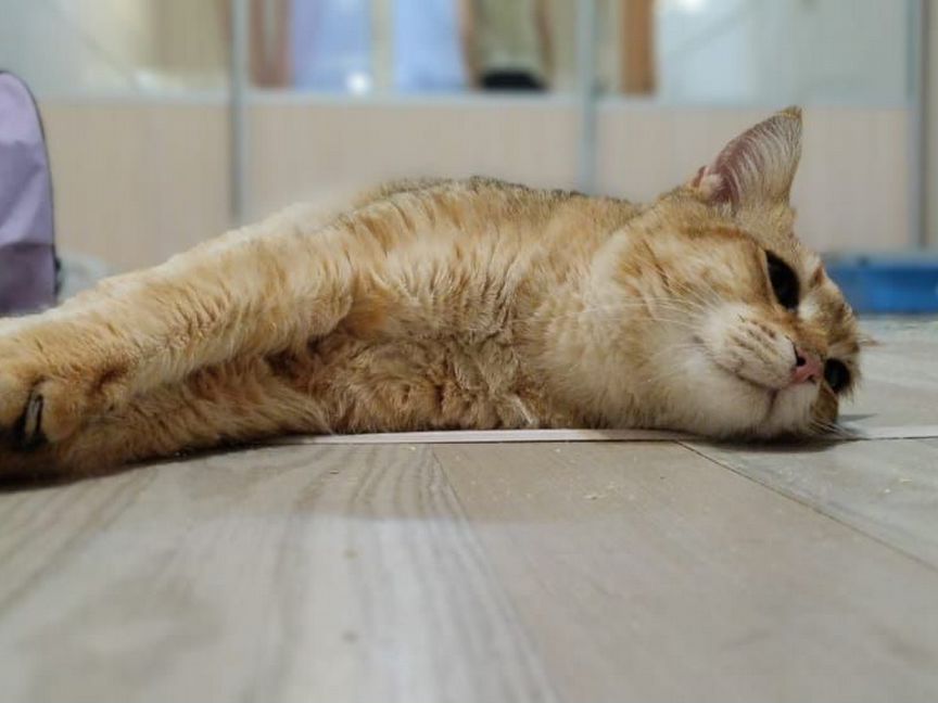Классный кот в семью