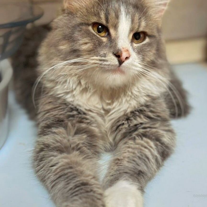 Пушистик 7 мес