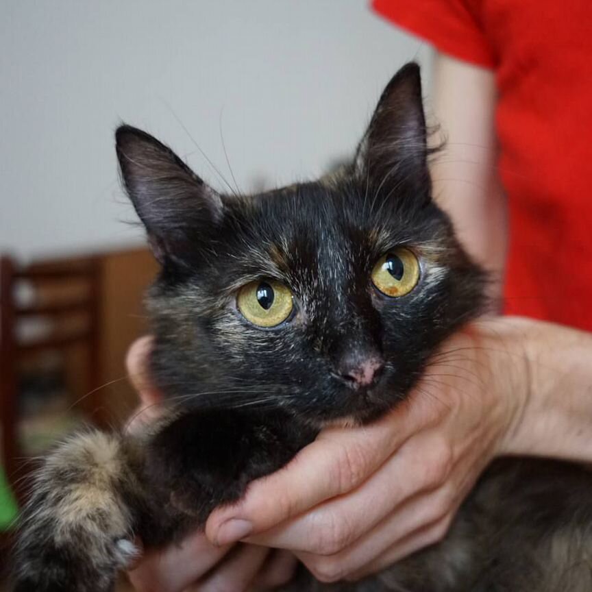 Отдадим Саманту в добрые руки