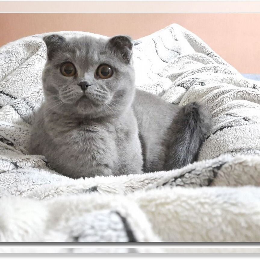 Шотландские котята