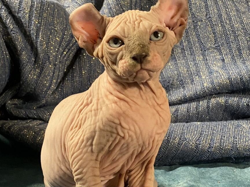 Канадский сфинкс