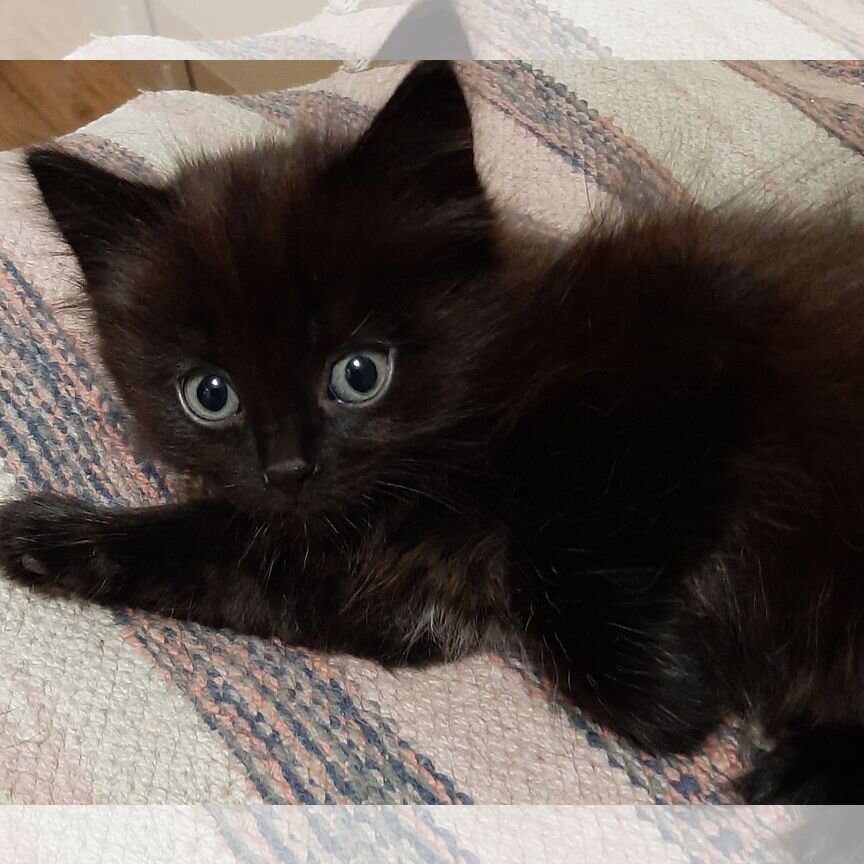 Шотландский прямоухий длинношёрстный котёнок