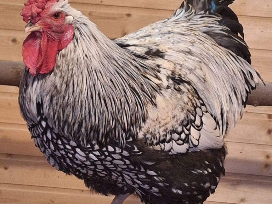 Куры петухи