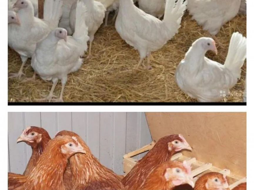 Домашняя птица