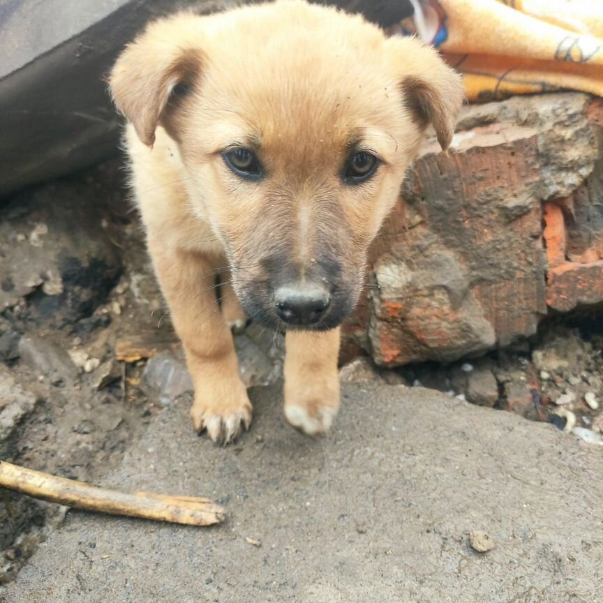Неужели мы умрём на улице.Подарите нам дом и семью