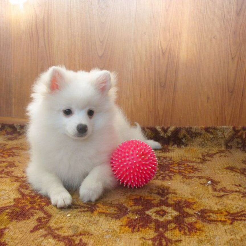 Щенок шпиц пять месяцев