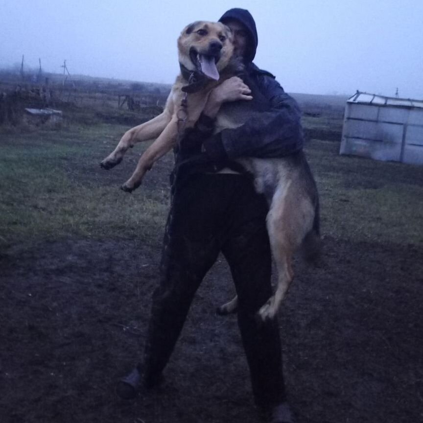 Немецкая овчарка, взрослый пёс