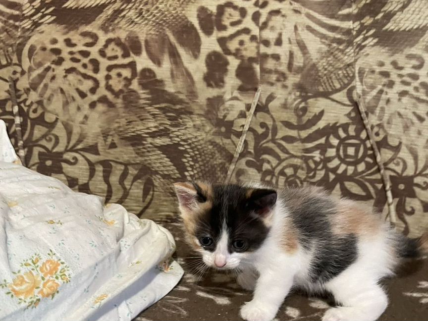 Отдам котят в добрые руки