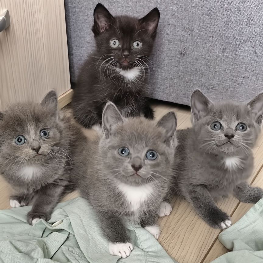 Котёнок в добрые руки