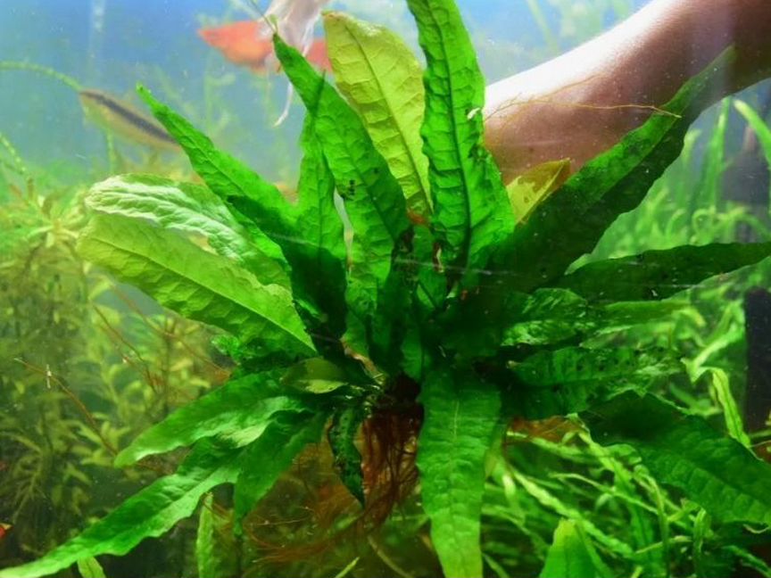 Аквариумное растение папоротник Таиланд