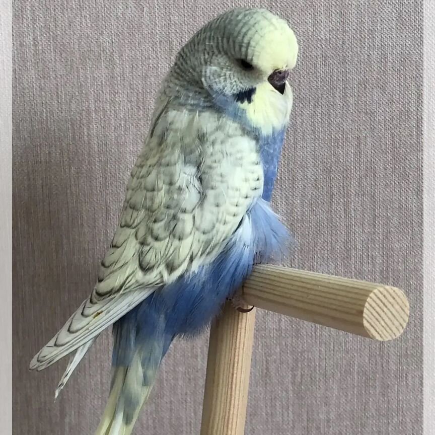 Выставочный волнистый попугай ввп Чех