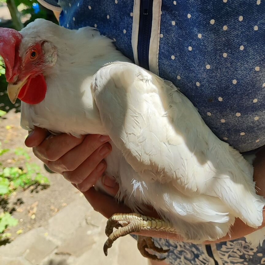Куры несушки