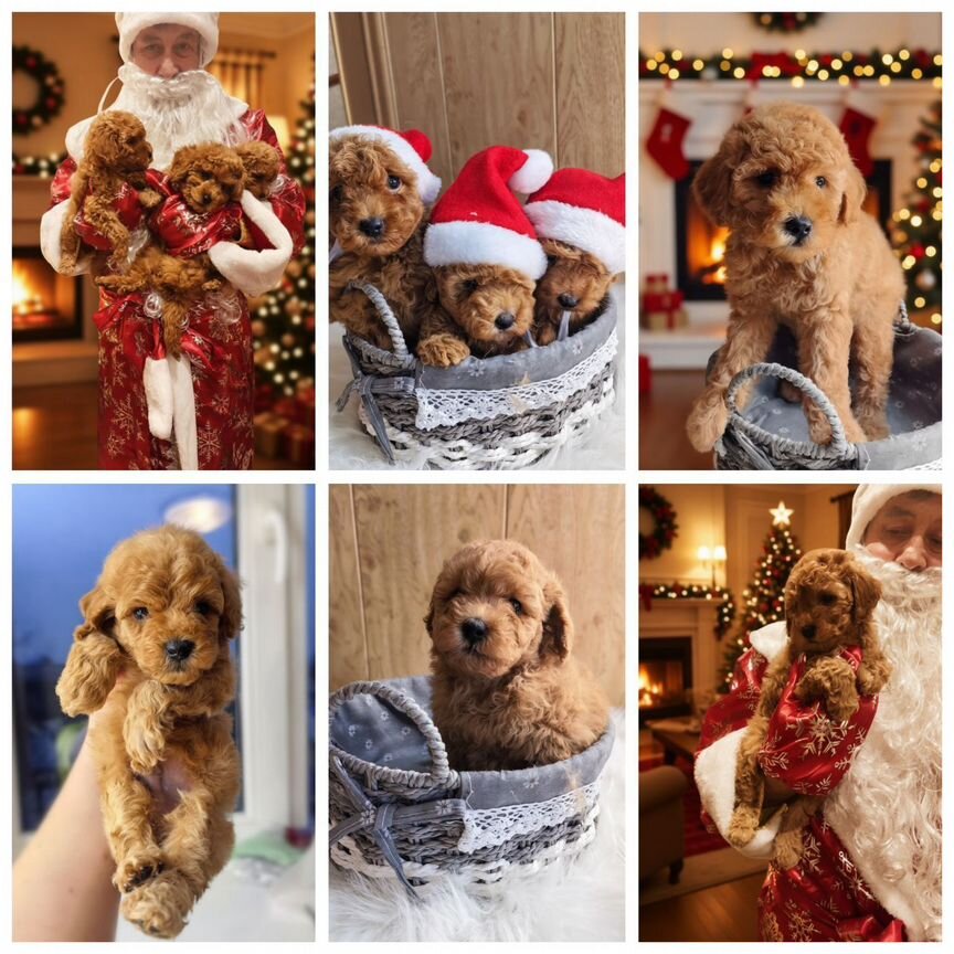 Той-пудель, щенок