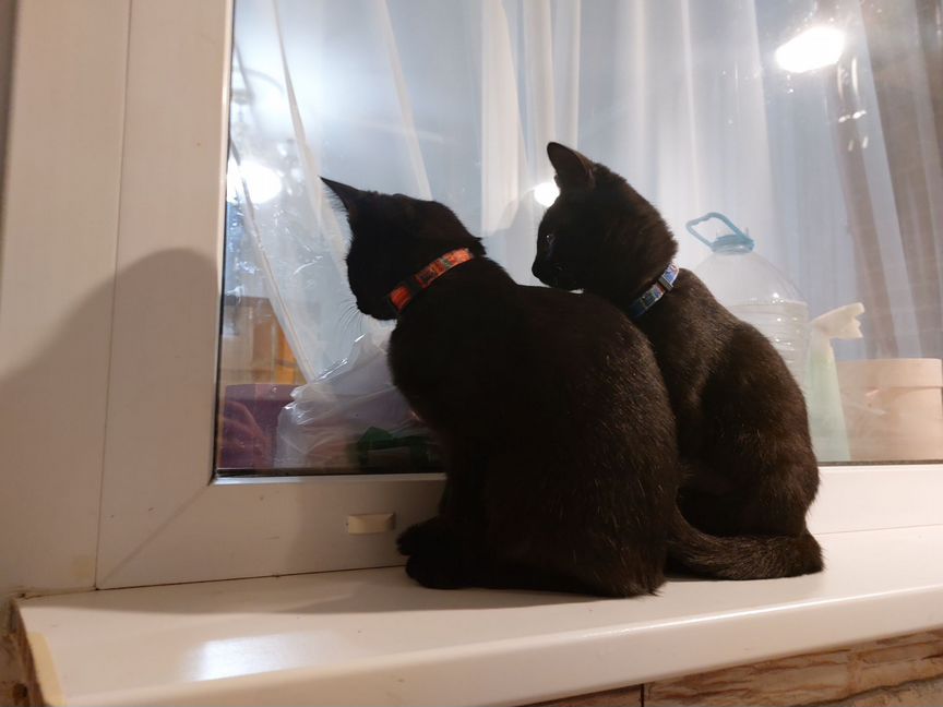 Котята в добрые руки бесплатно