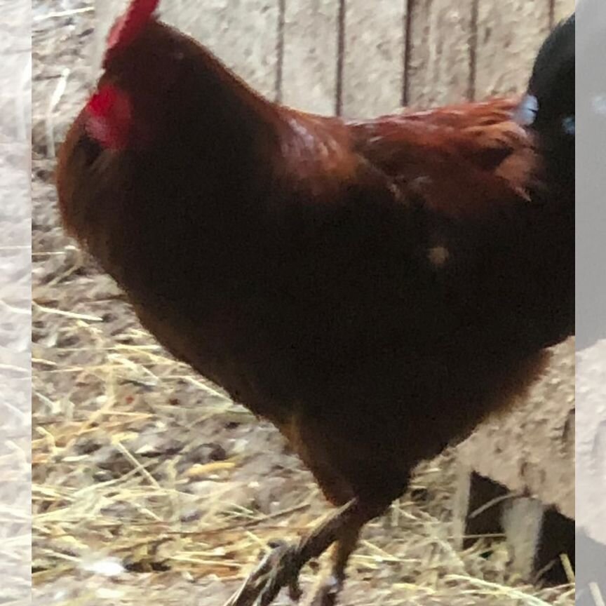 Петухи - утки мускусные