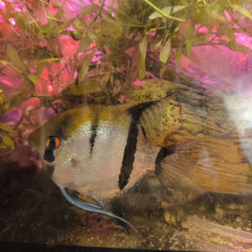 Скалярии взрослые