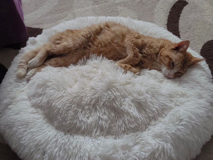 Кому нужен бездомный рыжий кот