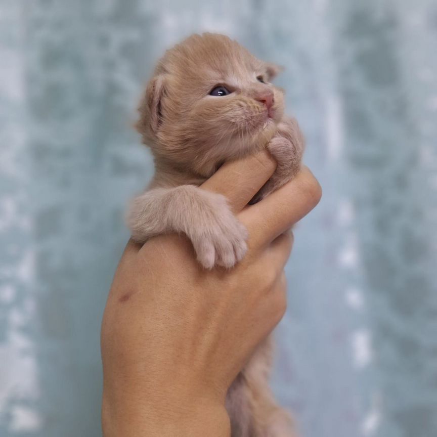 Милый мейнкун