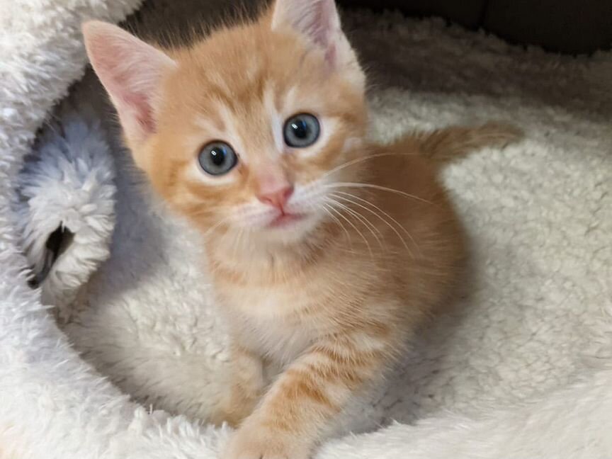 Рыжий котенок мальчик
