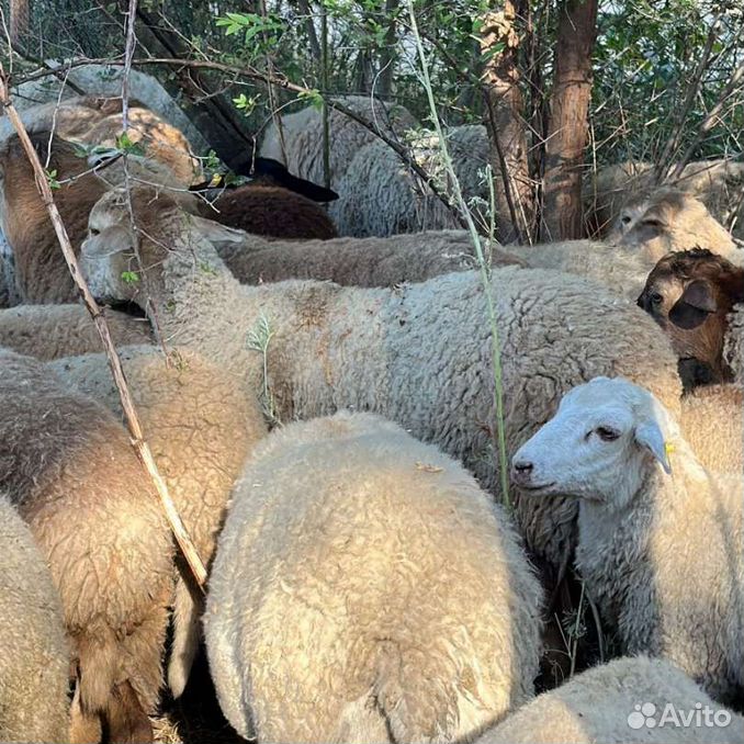Ягнята 2023 года март-апрель 50 Катумские