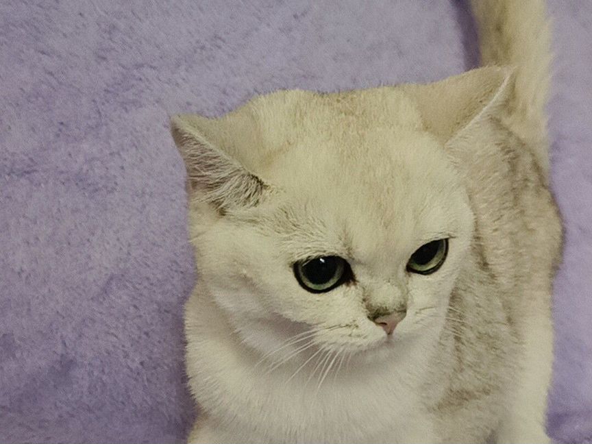 Британские котята