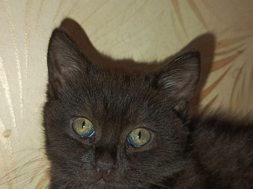 Котенок смесь шотландской прямоухой и британца