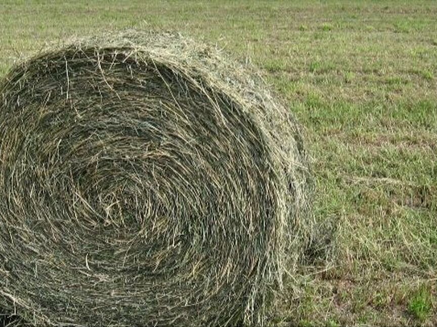 Сено в рулонах