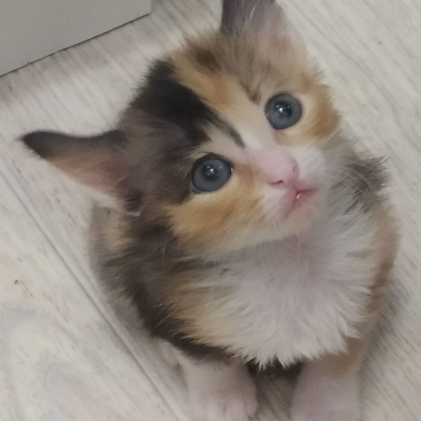 Хочу на ручки