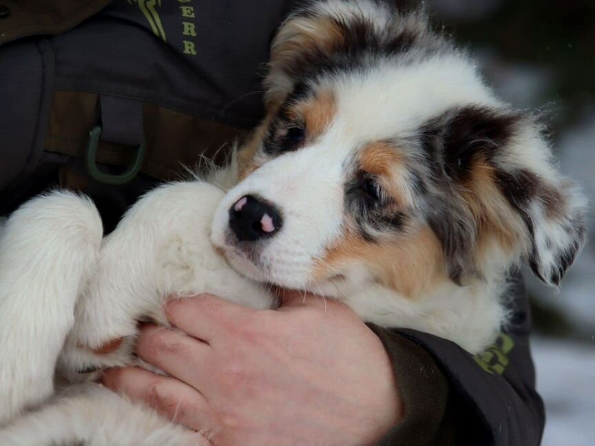 Австралийская овчарка аусси