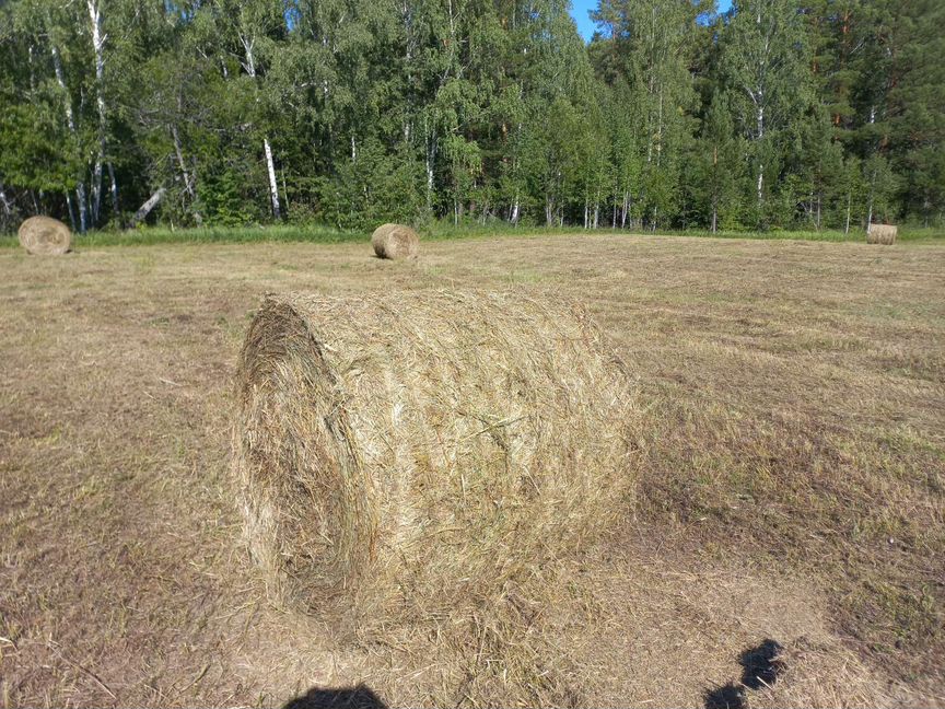 Сено в рулонах 2023-2022 г
