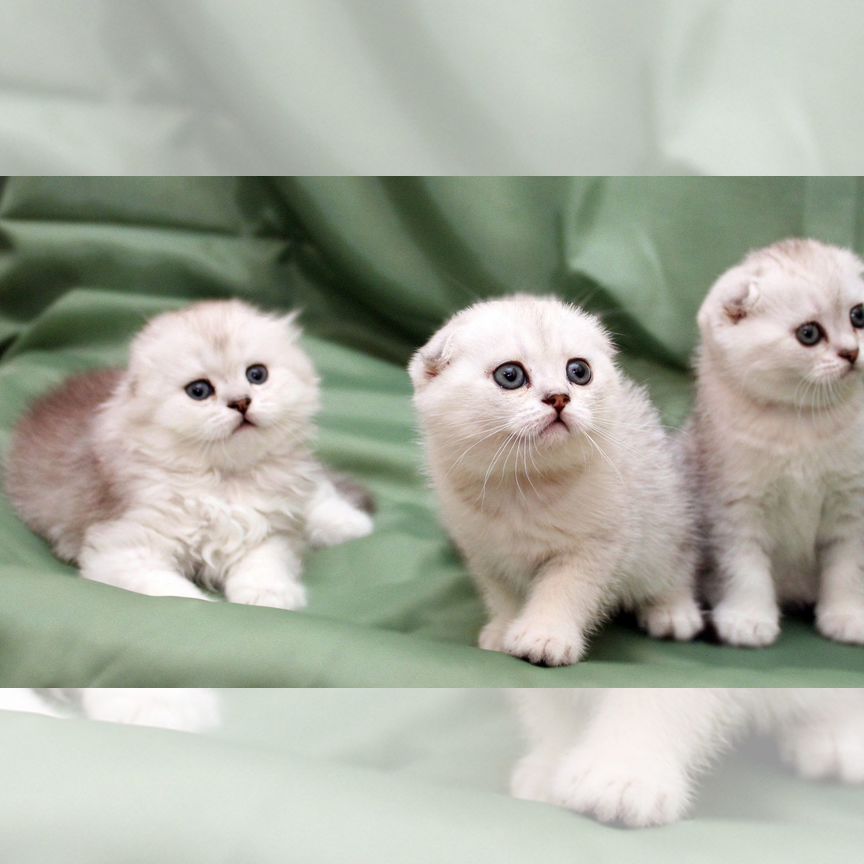 Шикарные пушистики, очень ждут свою семью