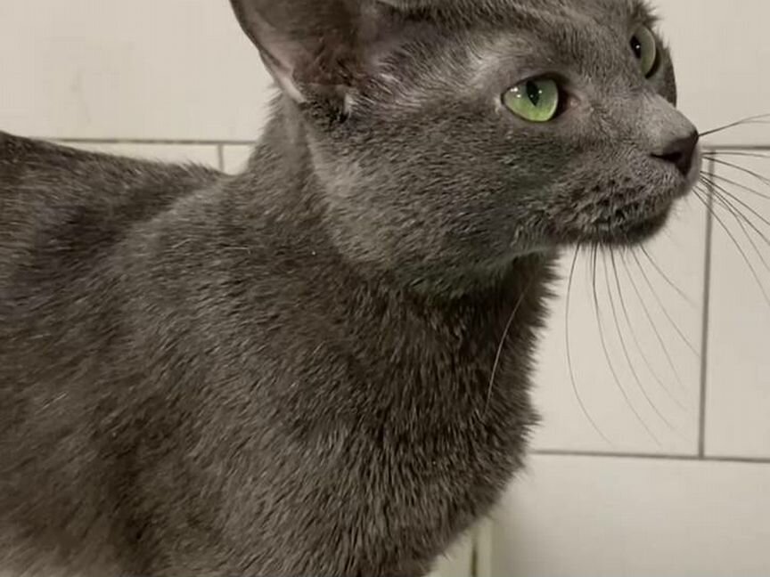 Котята русская голубая в добрые руки