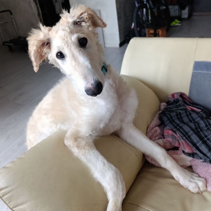 Русская псовая борзая, щенок