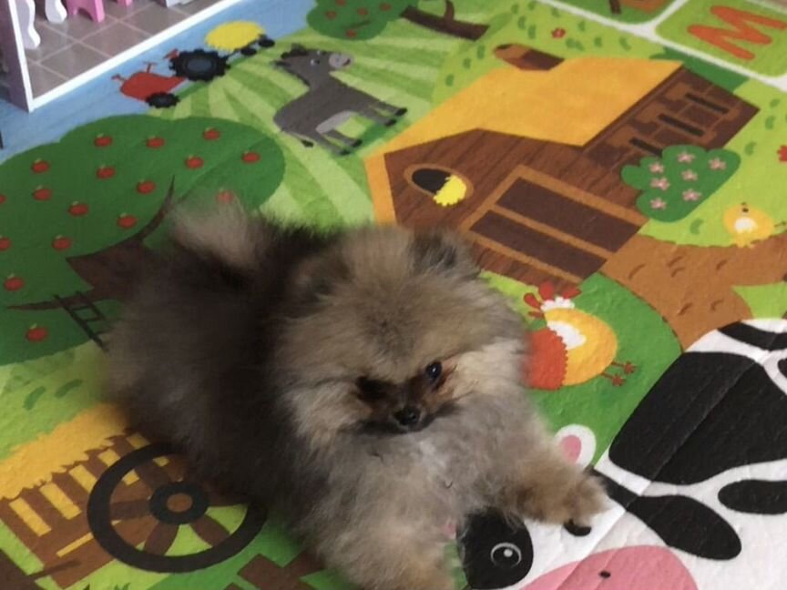 Померанский шпиц тип мишка мини