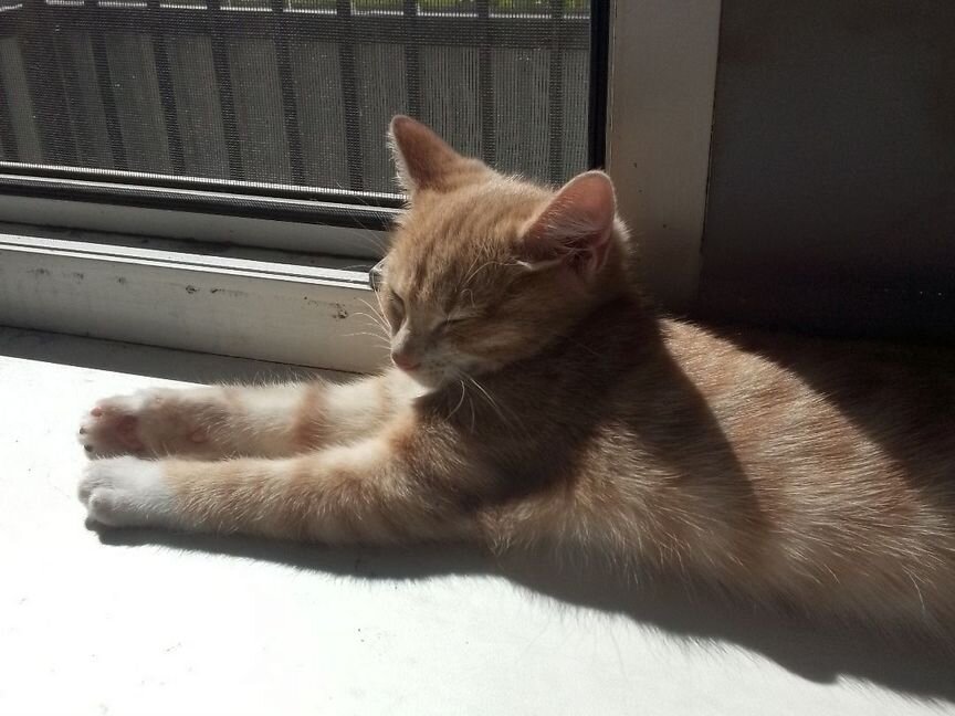 Кошечка 3 месяца