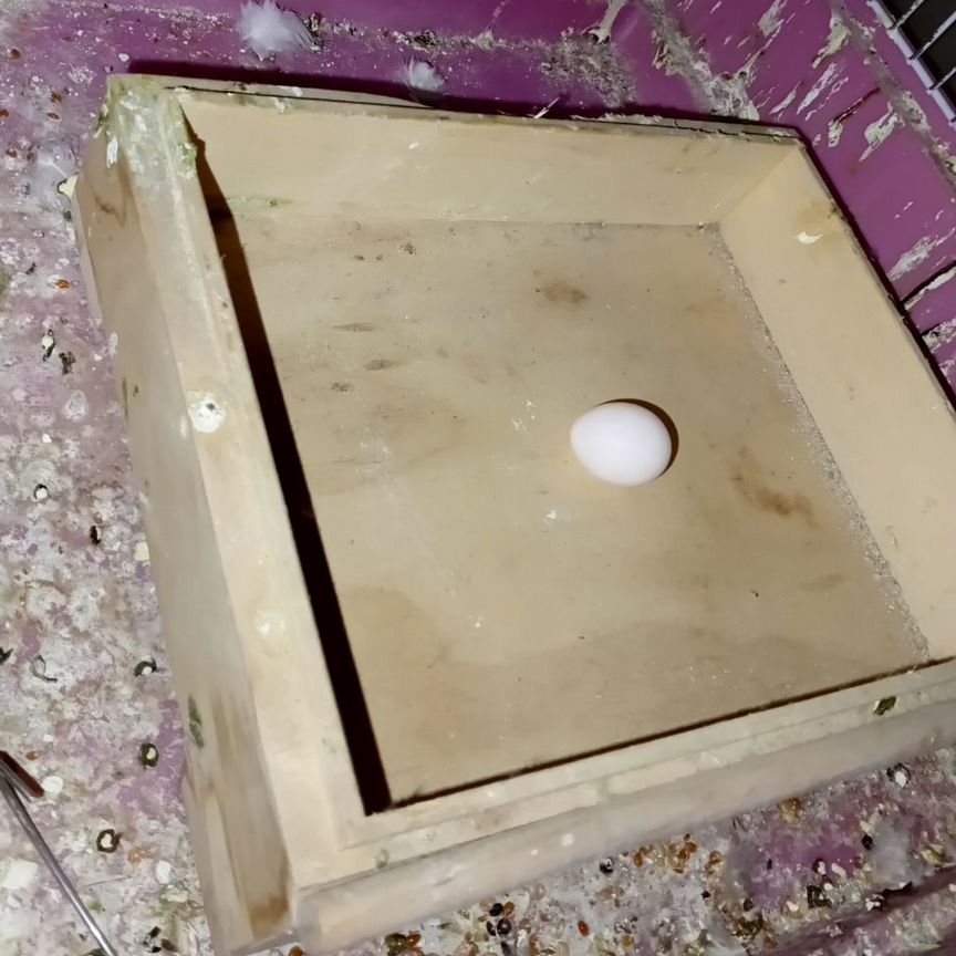 Яйца попугая корелла