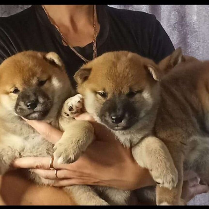 Щенок сибаину