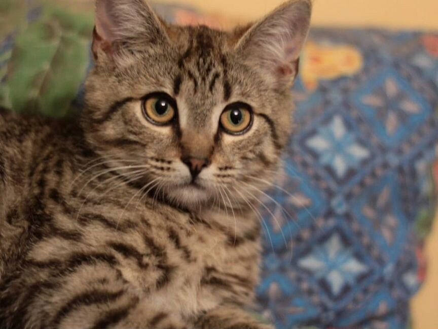Трогательный котенок Миша 6 мессяцев в дар