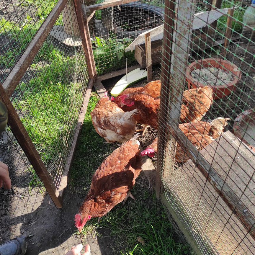 Куры нескшки домашние