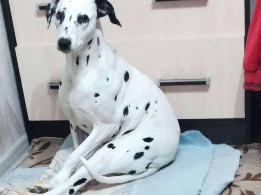 Ищу кобеля далматинца для вязки