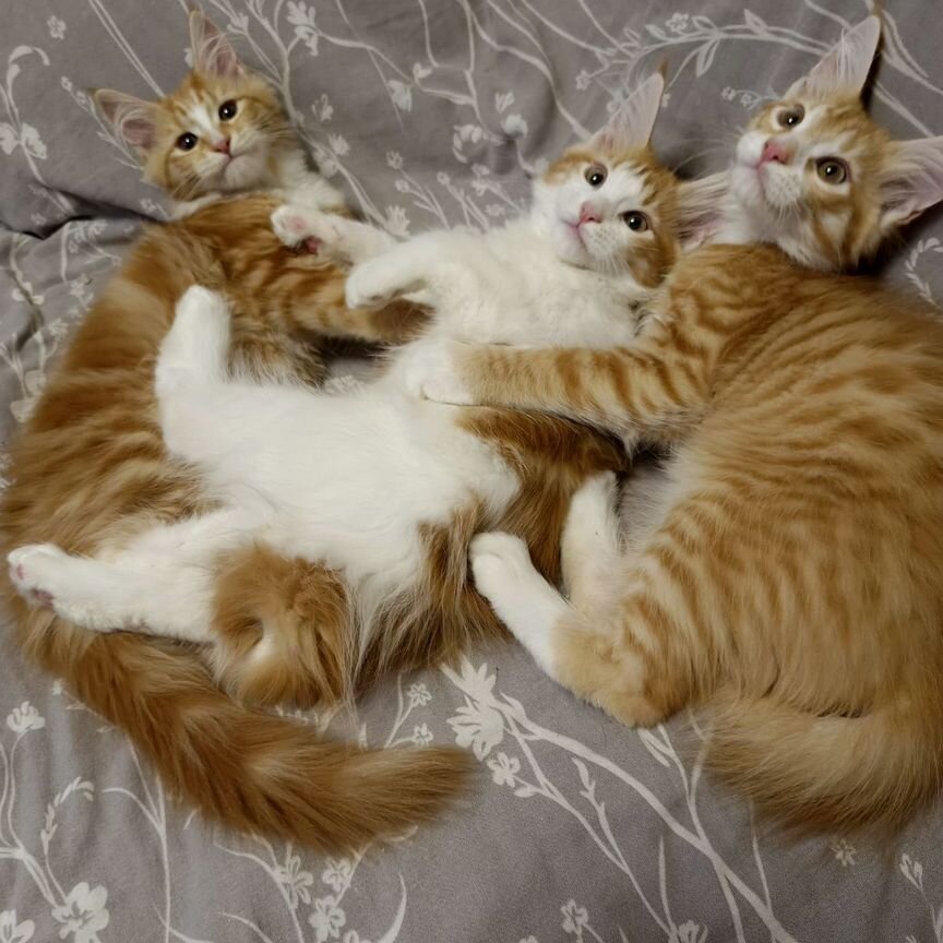 Мейн-кун котёнок