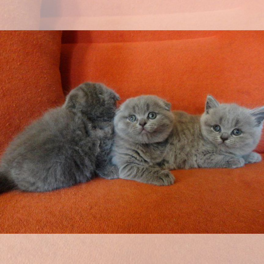 Шотландские вислоухие котята
