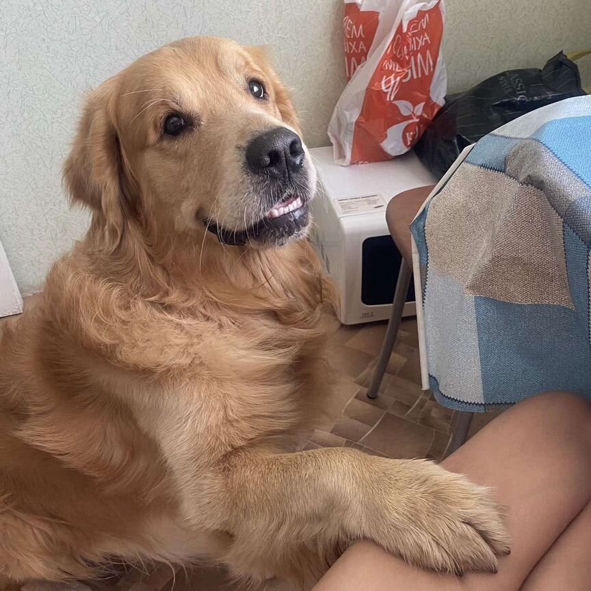 Собака