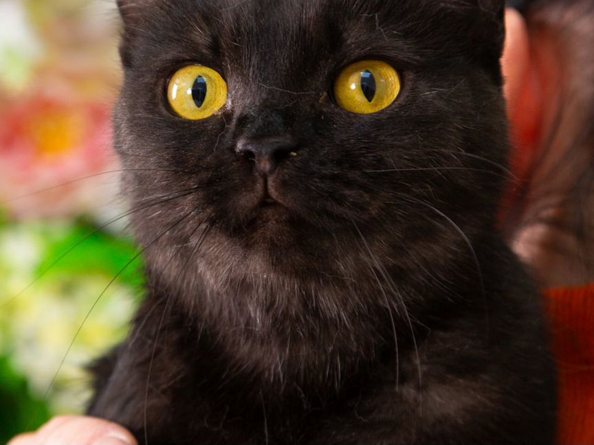 Черная кошка с желтыми глазами