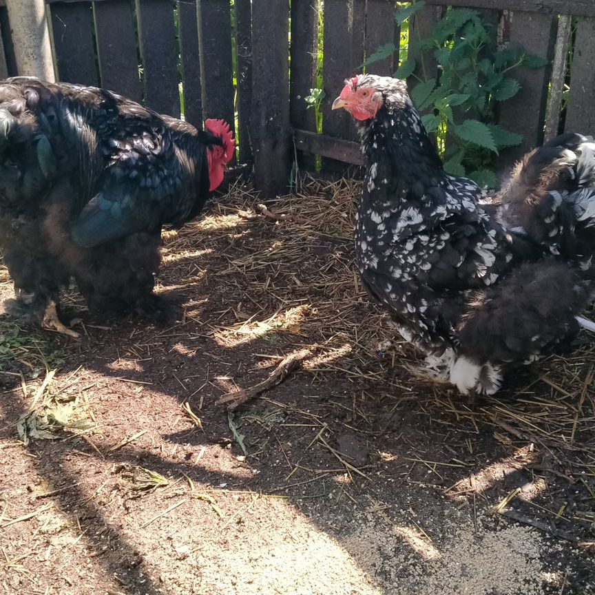 Продам семью курей,кохинхин мраморный