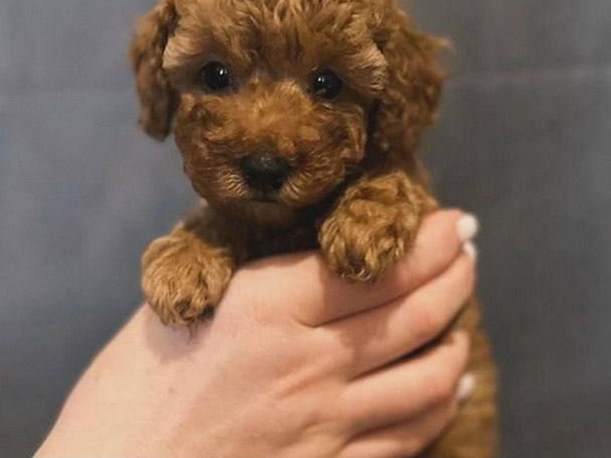 Той-пудель щенки мини