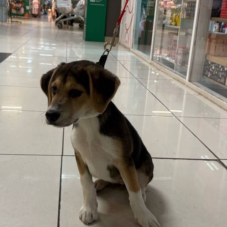 Щенок в добрые руки