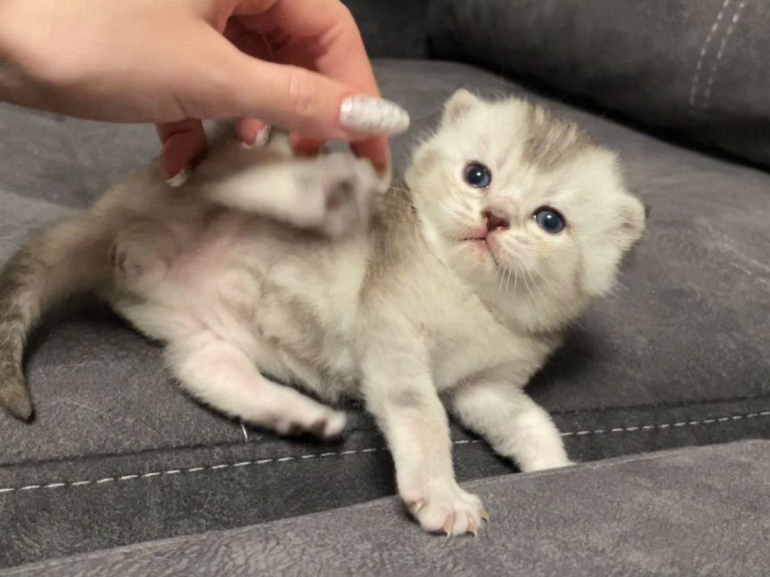 Шотландский котенок шиншилла