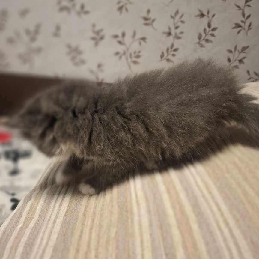 Котёнок от частного владельца