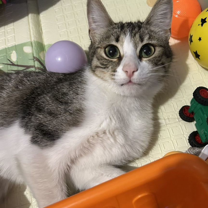 Котёнок в добрые руки